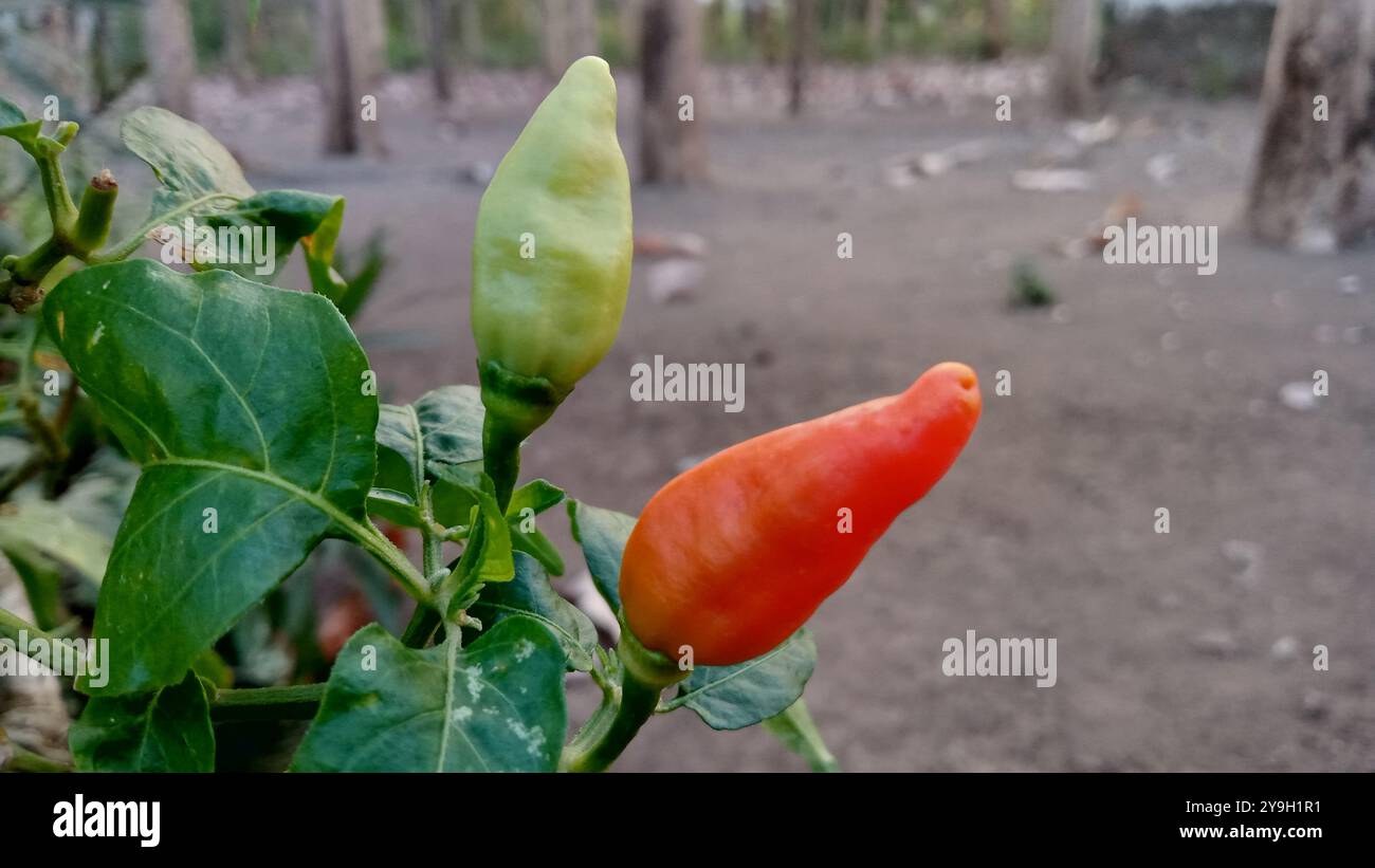 Organic chili pepper plants hi-res stock photography and images - Alamy