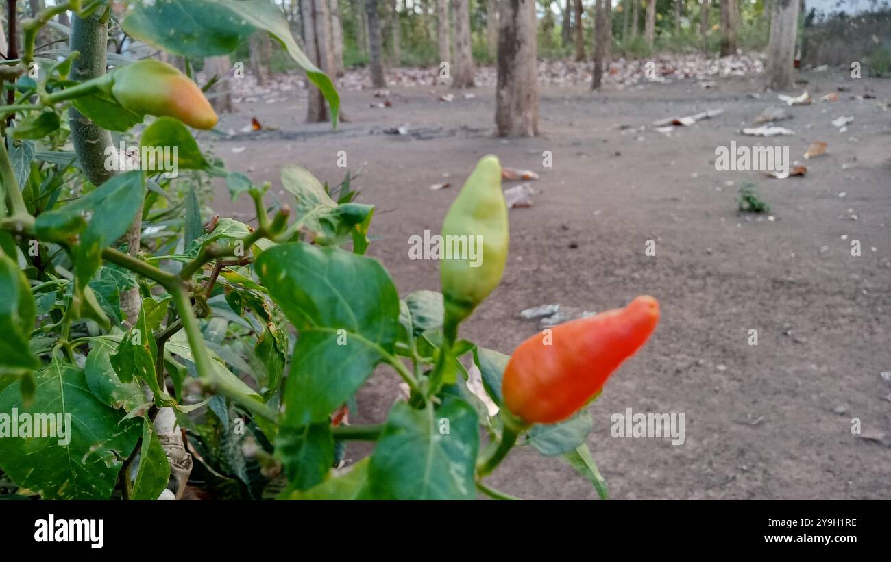 Organic chili pepper plants hi-res stock photography and images - Alamy
