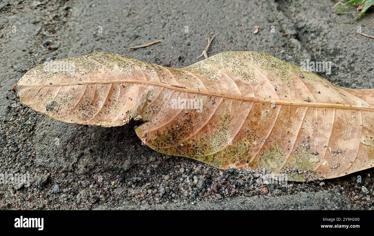 Dried mango leaves fall on the lawn Stock Photo - Alamy