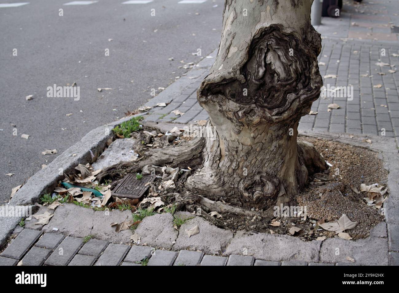 Tree roots sidewalk hi-res stock photography and images - Alamy