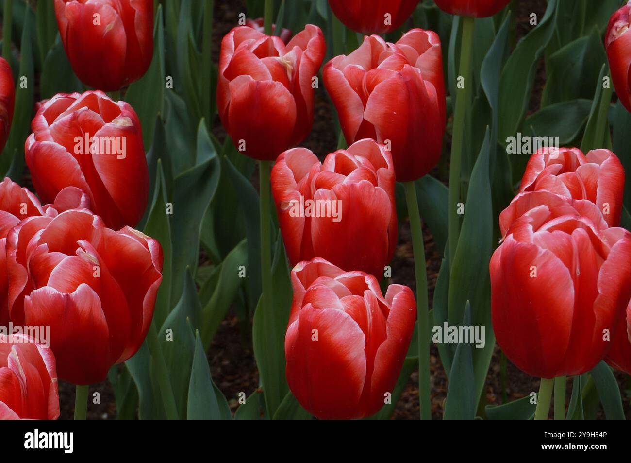 Keukenhof países bajos hi-res stock photography and images - Alamy