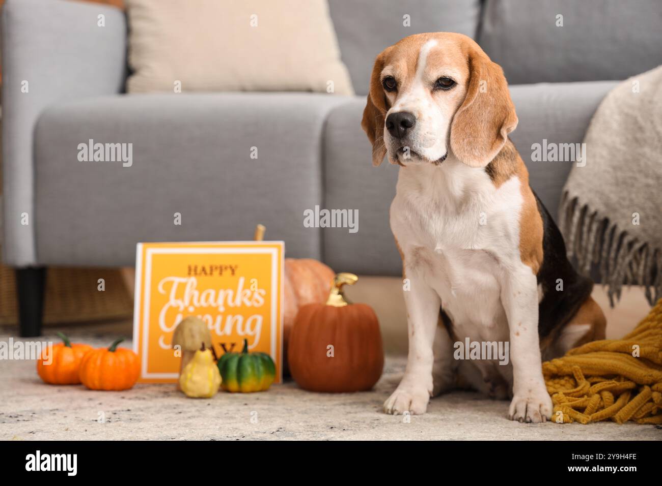 Cute Beagle dog with pumpkins and card for Thanksgiving Day at home ...