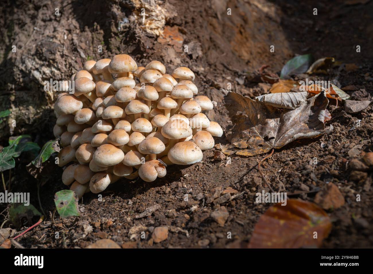 Sulphur Tuft fungi Mushrooms grow on a decaying log, showcasing nature ...