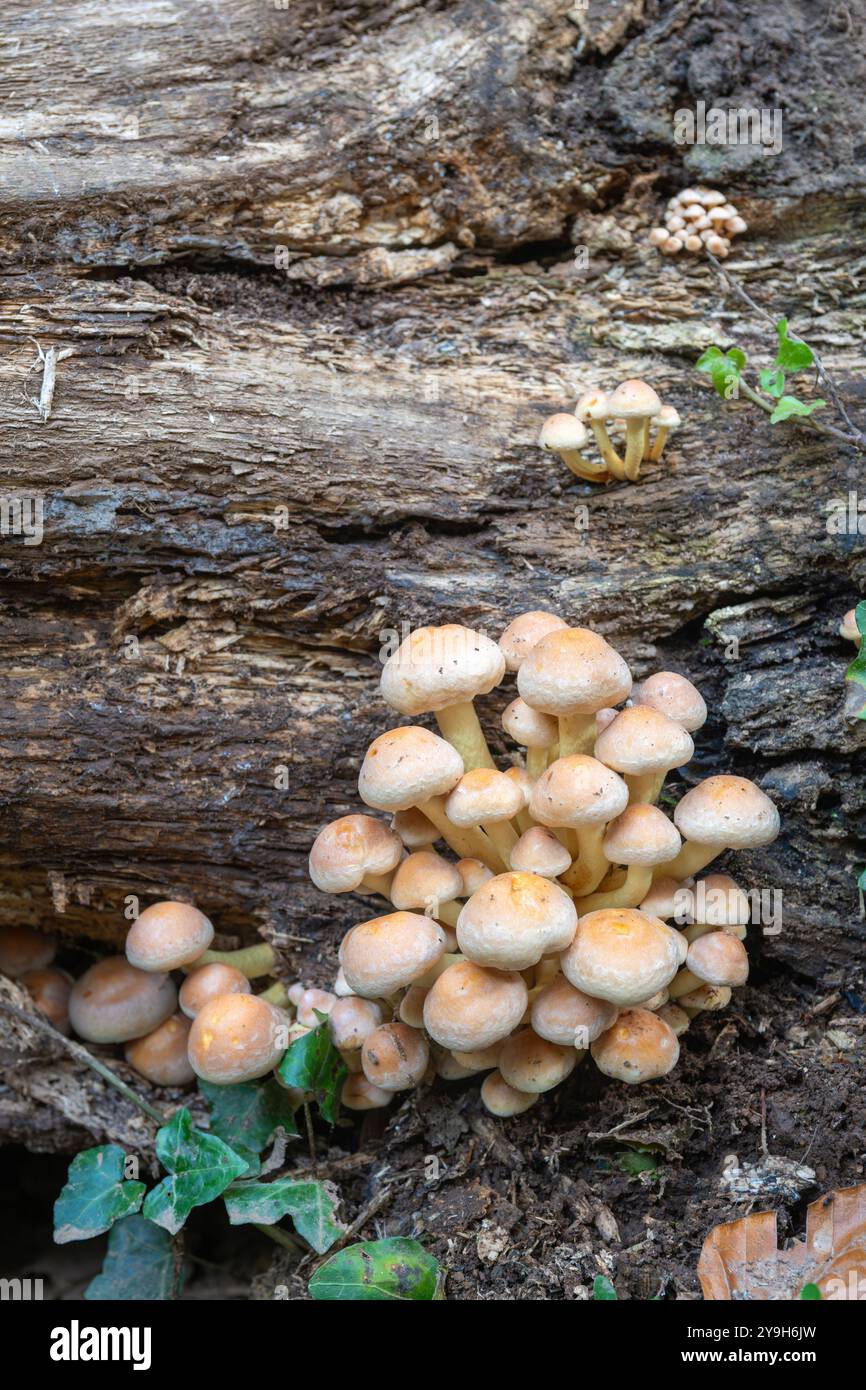 Sulphur Tuft fungi Mushrooms grow on a decaying log, showcasing nature ...