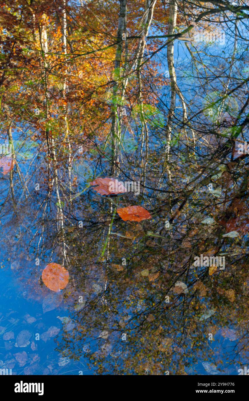 Reflecting water surface forest hi-res stock photography and images - Alamy