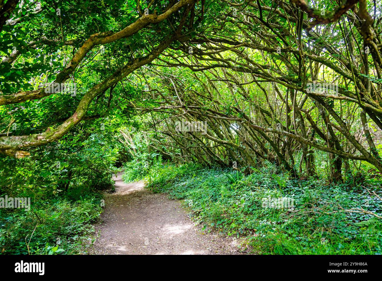 South West Coast Path going through the Kemyel Crease nature reserve ...