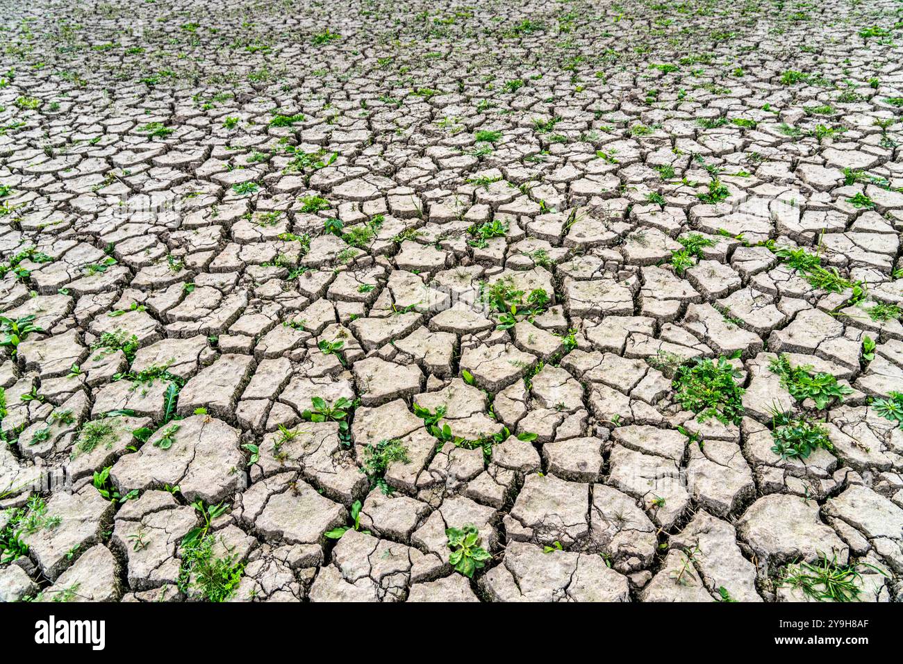Dry soil, cracked, only a few weeds growing out of the ground, dried-up ...