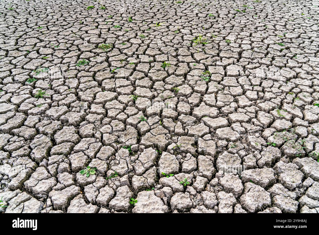 Dry ground, cracked, dried-up riverbed, in a branch of the Rhine, near ...