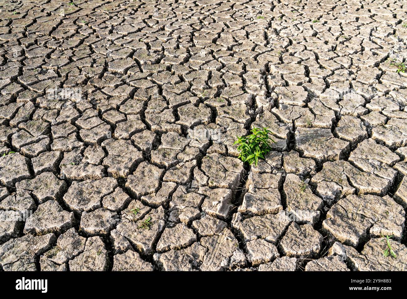 Dry soil, cracked, only a few weeds growing out of the ground, dried-up ...