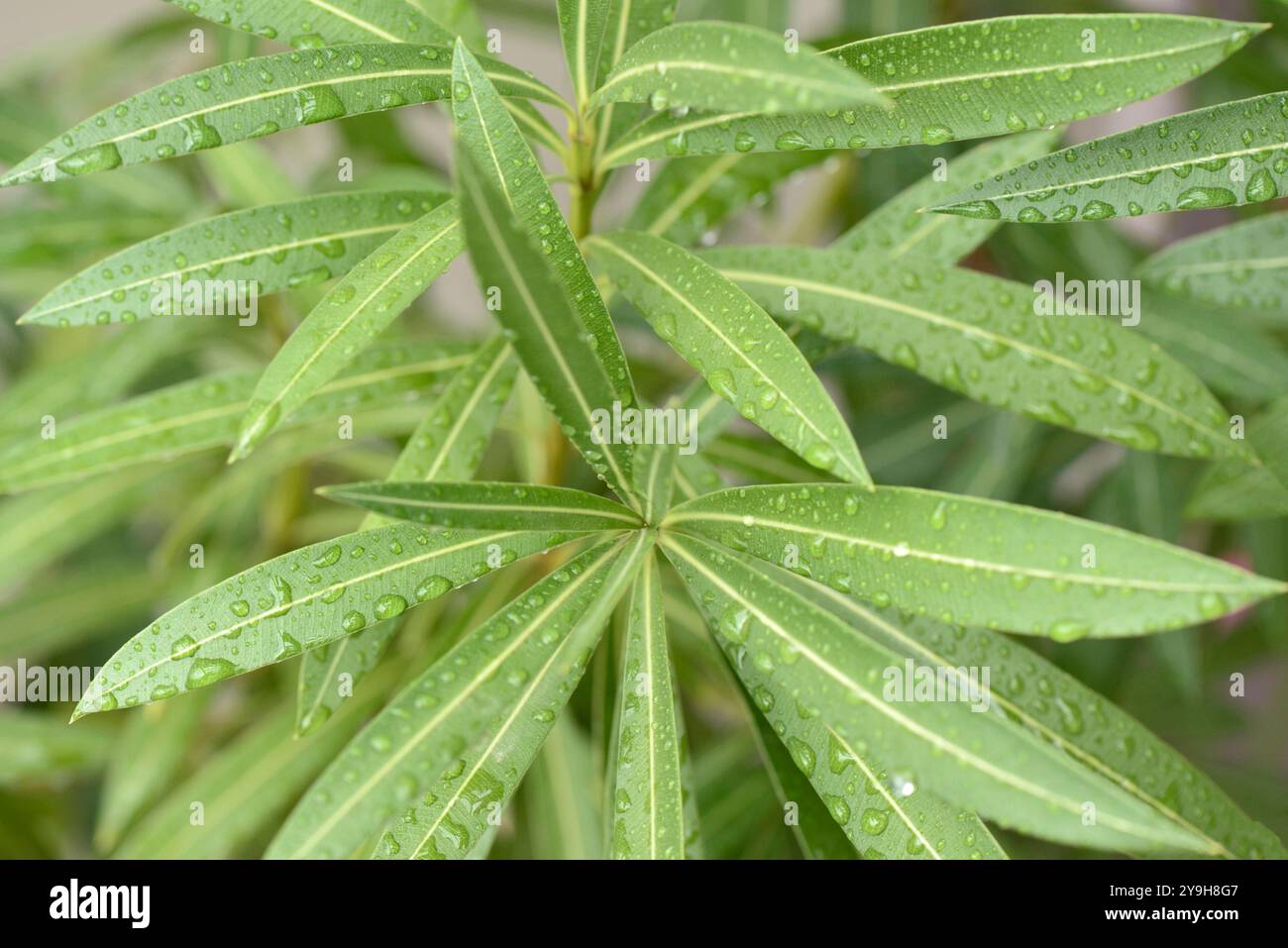 Young nerium oleander plant hi-res stock photography and images - Alamy