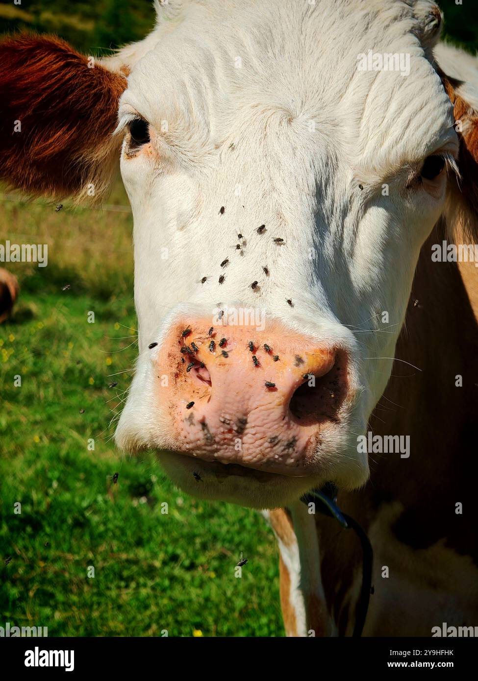 cows on the mountain in nature and fresh air cows on the mountain in ...