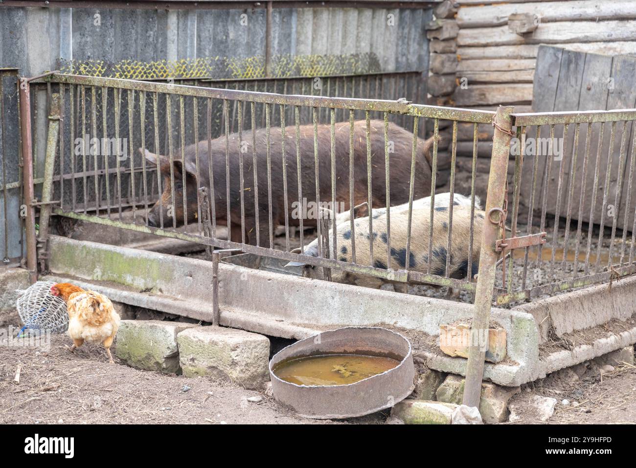 Pigs behind metal bars in an outdoor farm setting, showcasing the ...