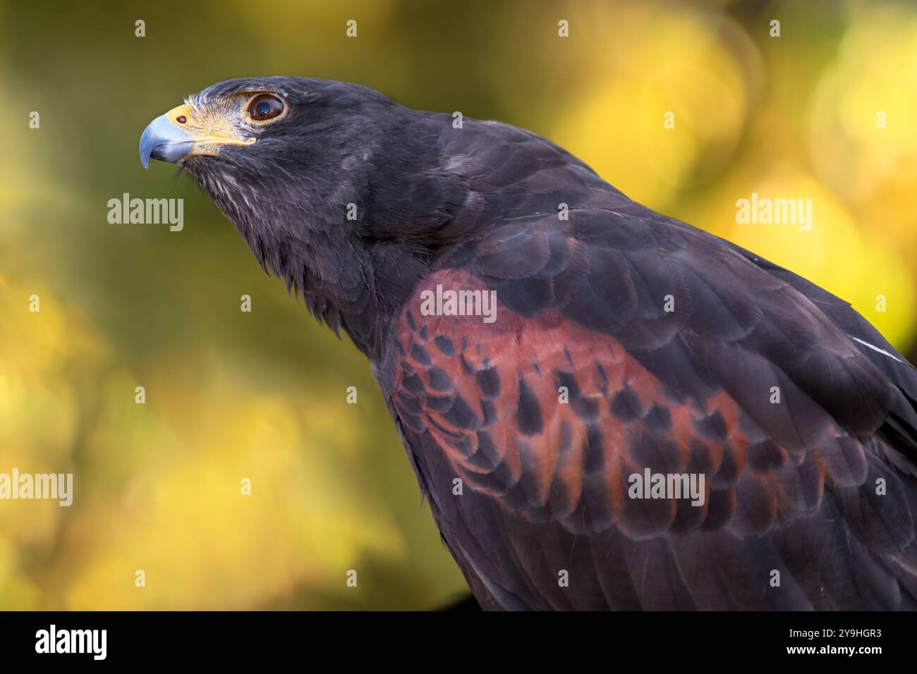 Harris Hawk ( Parabuteo unicinctus) Looks Up into Sky - captive animal ...