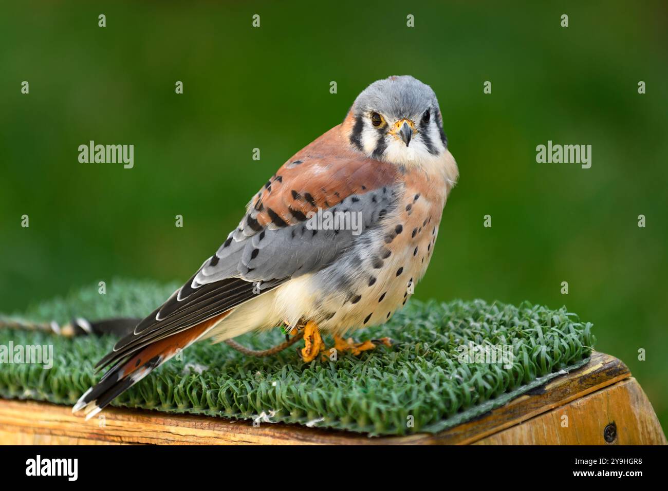 American Kestrel ( Falco sparverius) Stands on One Foot on Perch ...