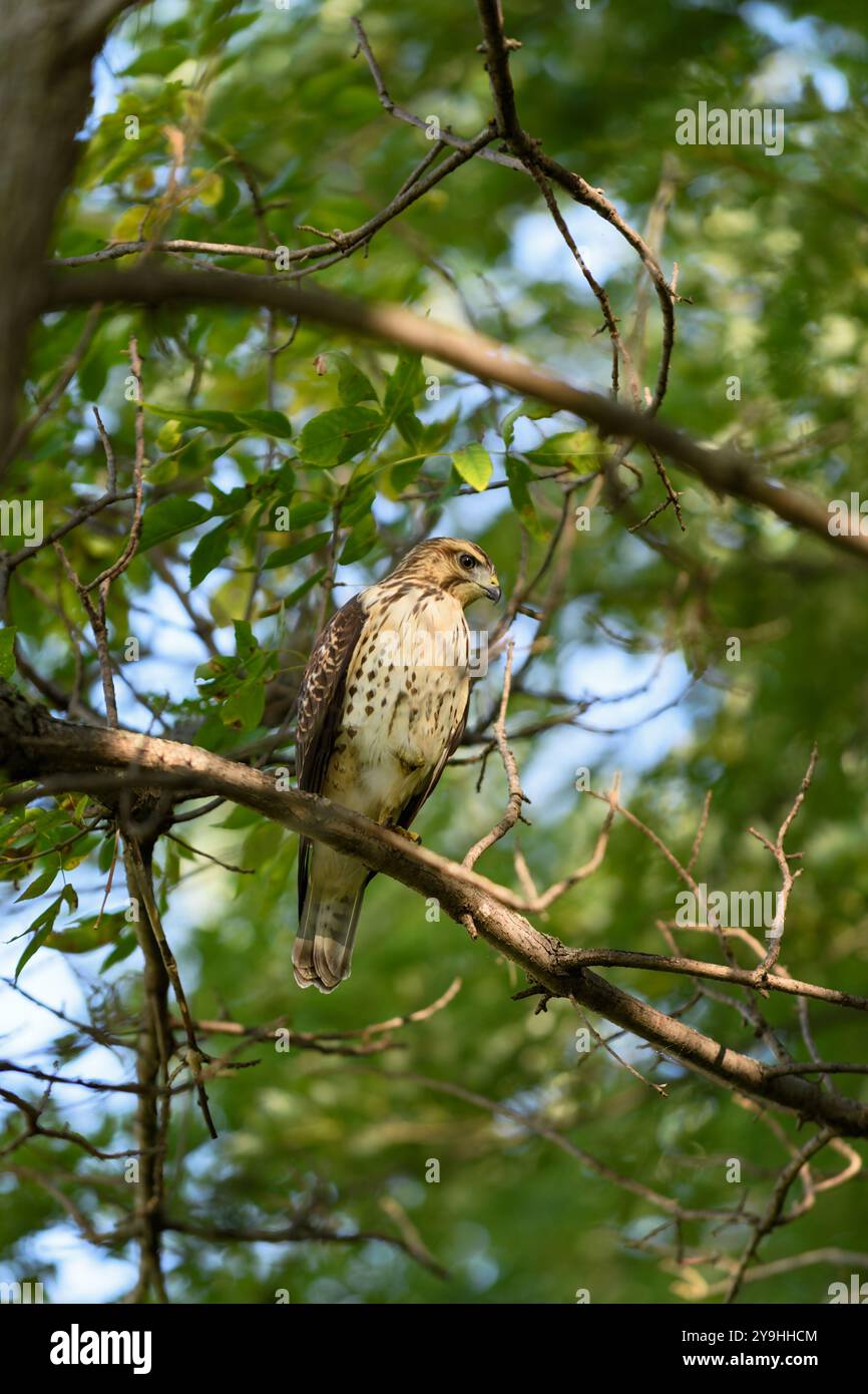 Juvenile Red-Tailed Hawk (Buteo jamaicensis) Perches in Tree Looking ...