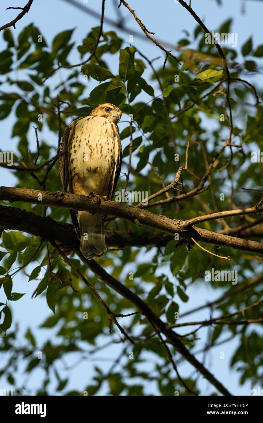 Juvenile Red-Tailed Hawk (Buteo jamaicensis) Perches in Tree - wild ...