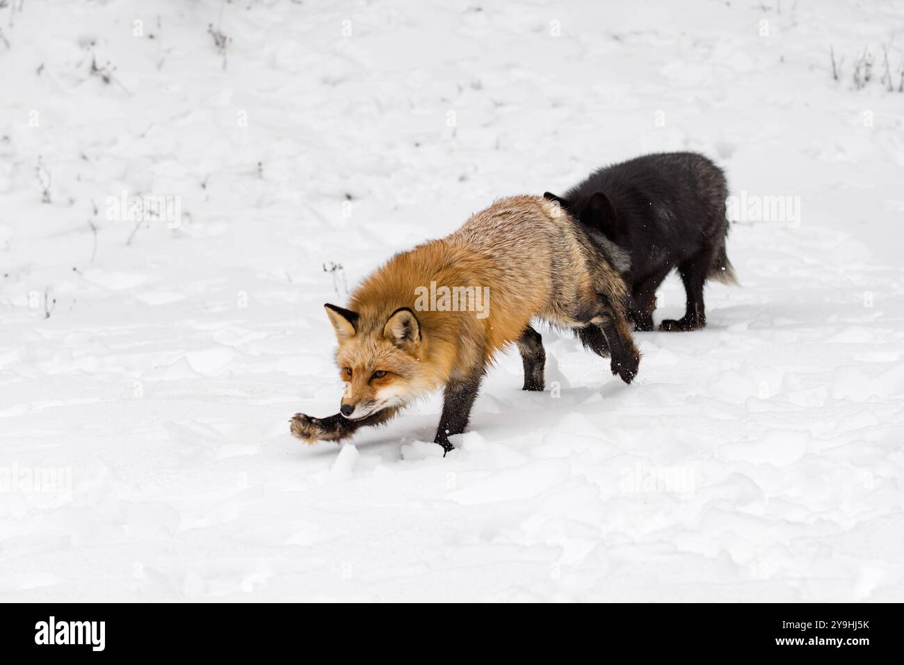 Red Fox (Vulpes vulpes) Moves Forward Closely Followed by Silver Winter ...