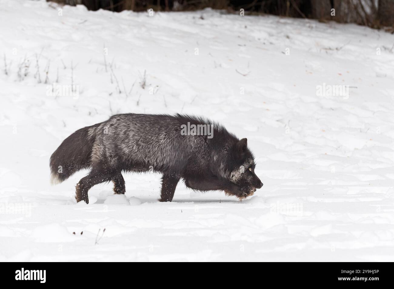 Silver Fox (Vulpes vulpes) Stomps Right Winter - captive animal Stock ...