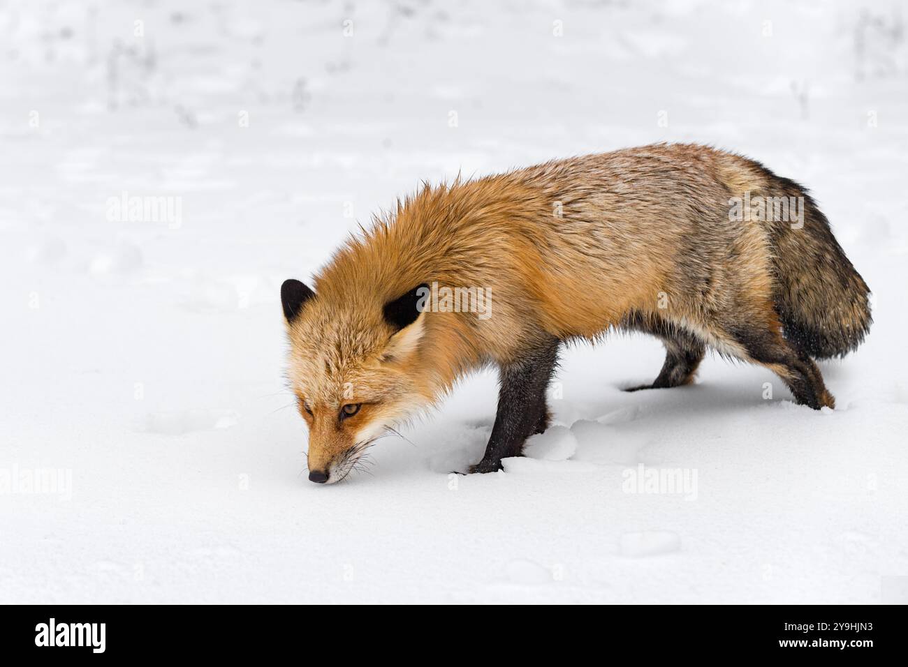 Red Fox (Vulpes vulpes) Nose to Snow Eyes Up Winter - captive animal ...