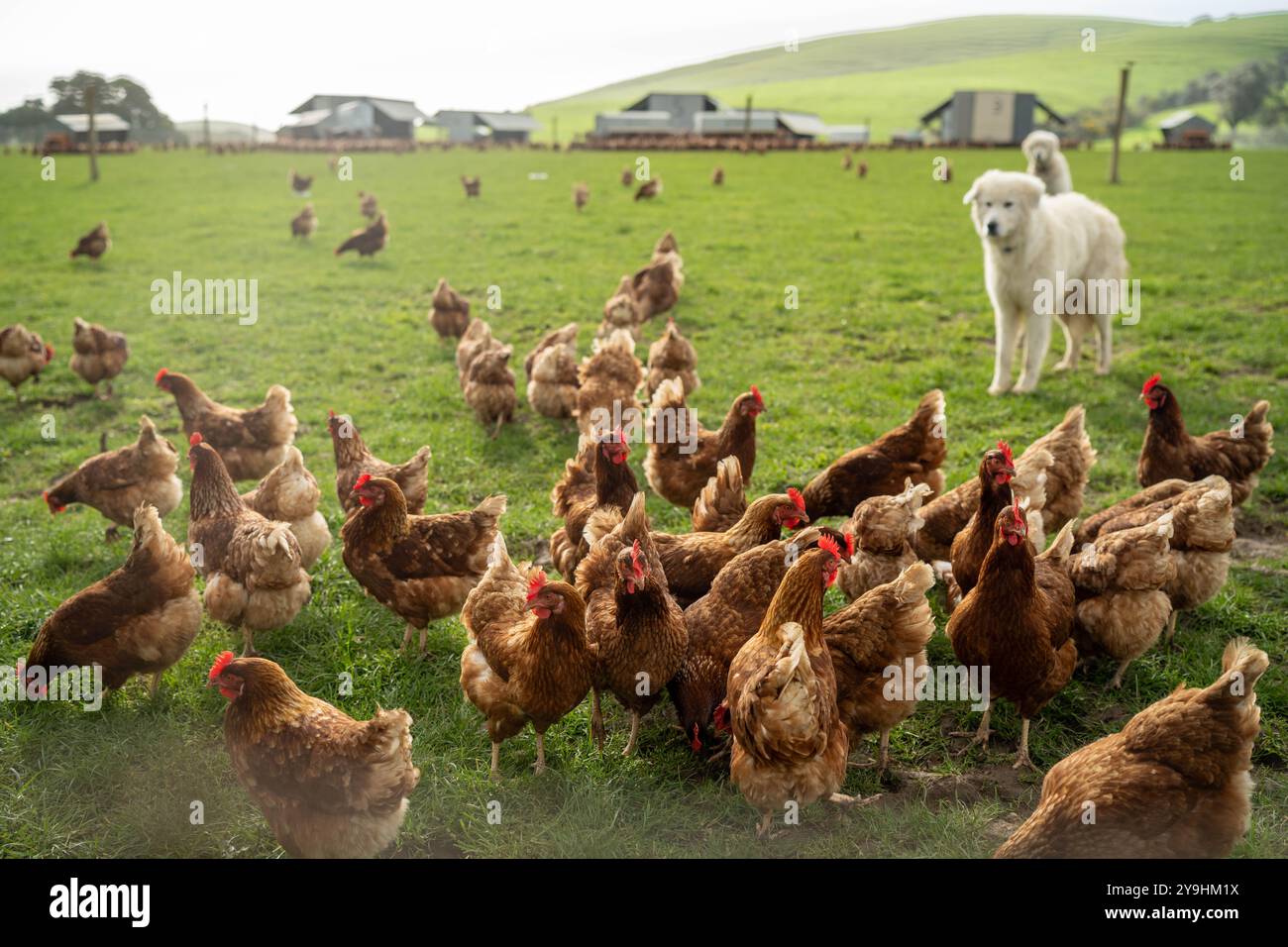 free range chicken farm in australia, pasture raised eggs on a ...