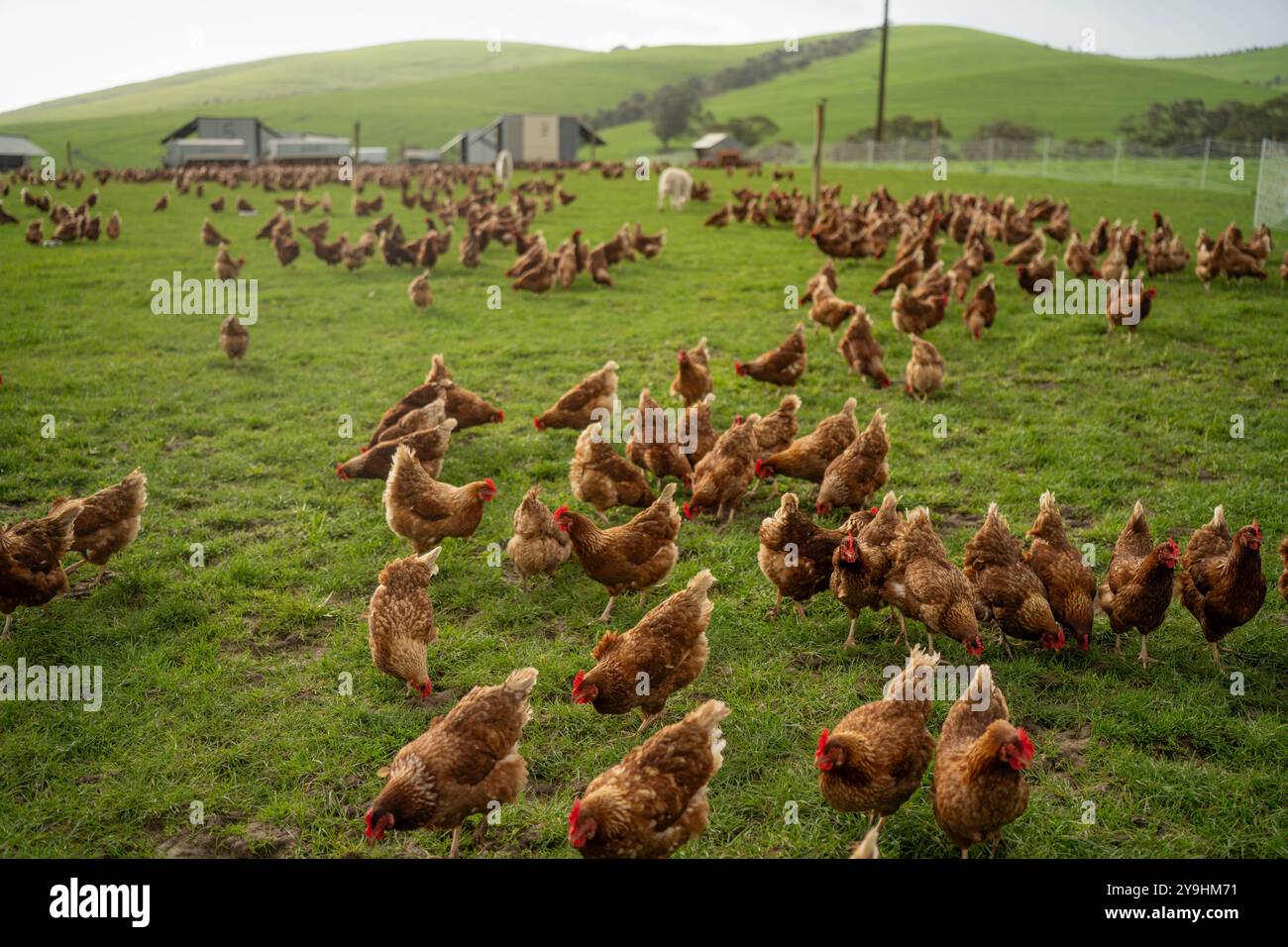Australian chook hi-res stock photography and images - Alamy