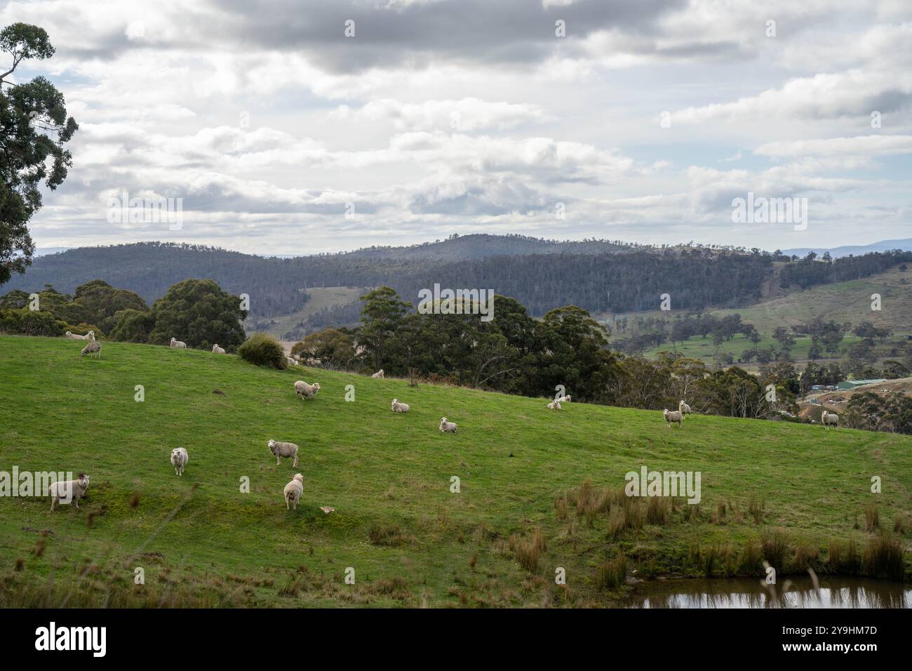 Agricultural farm practicing regenerative farmer, with sheep grazing in ...