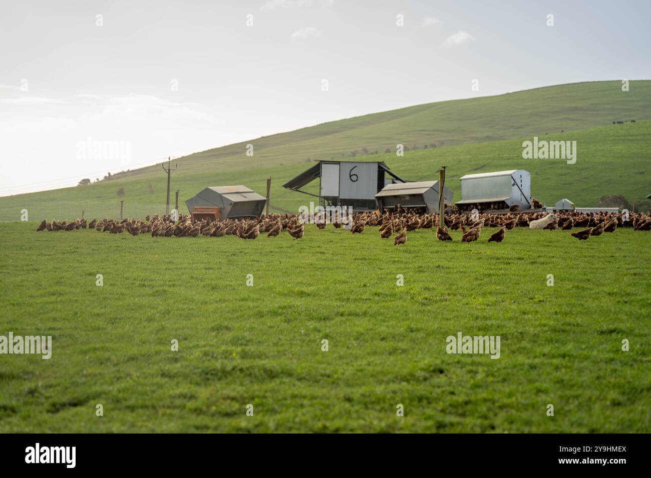 free range chicken farm in australia, pasture raised eggs on a ...