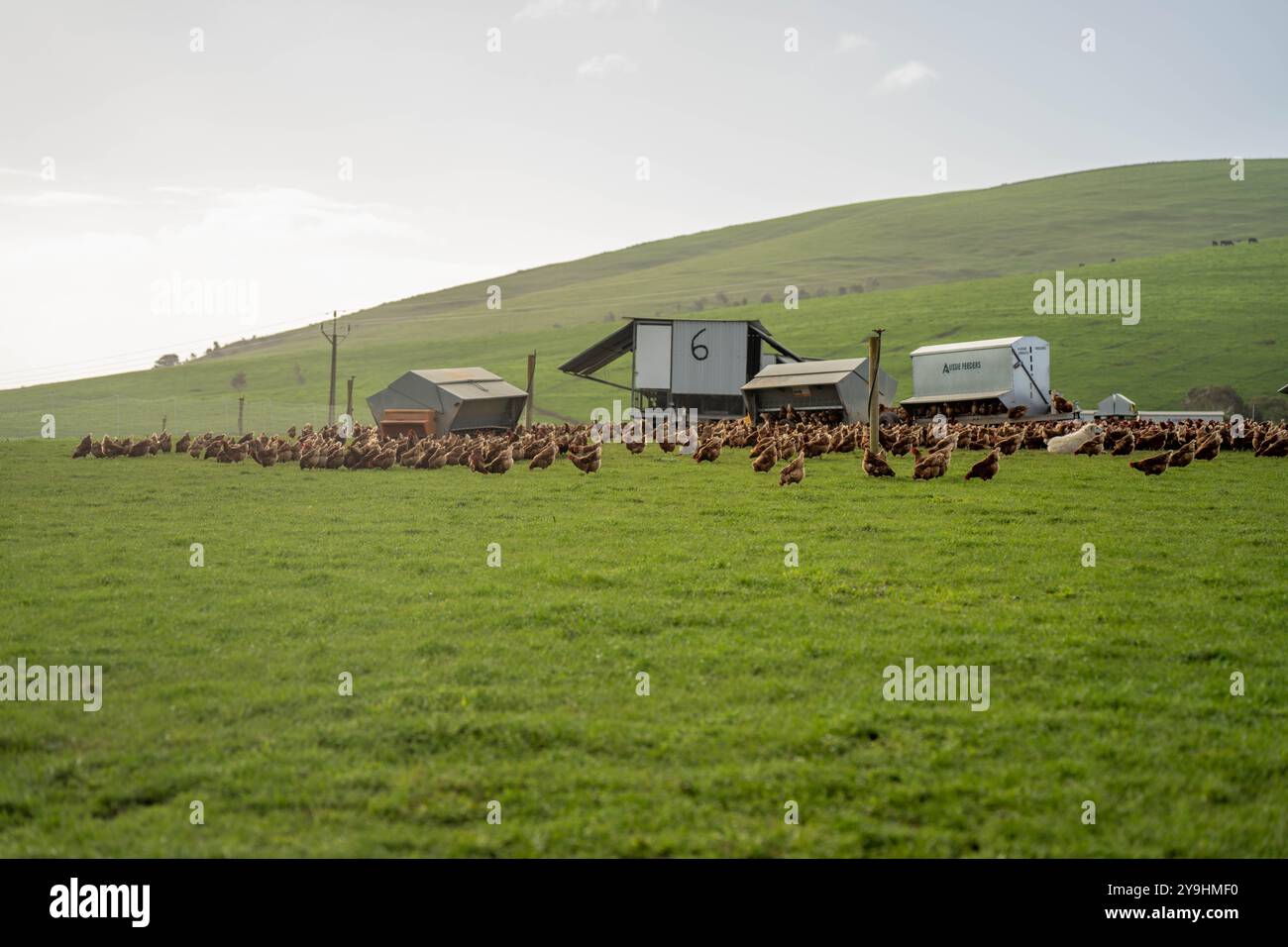 free range chicken farm in australia, pasture raised eggs on a ...