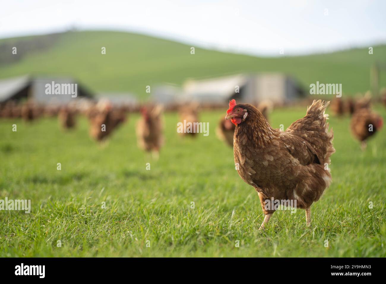 free range chicken farm in australia, pasture raised eggs on a ...