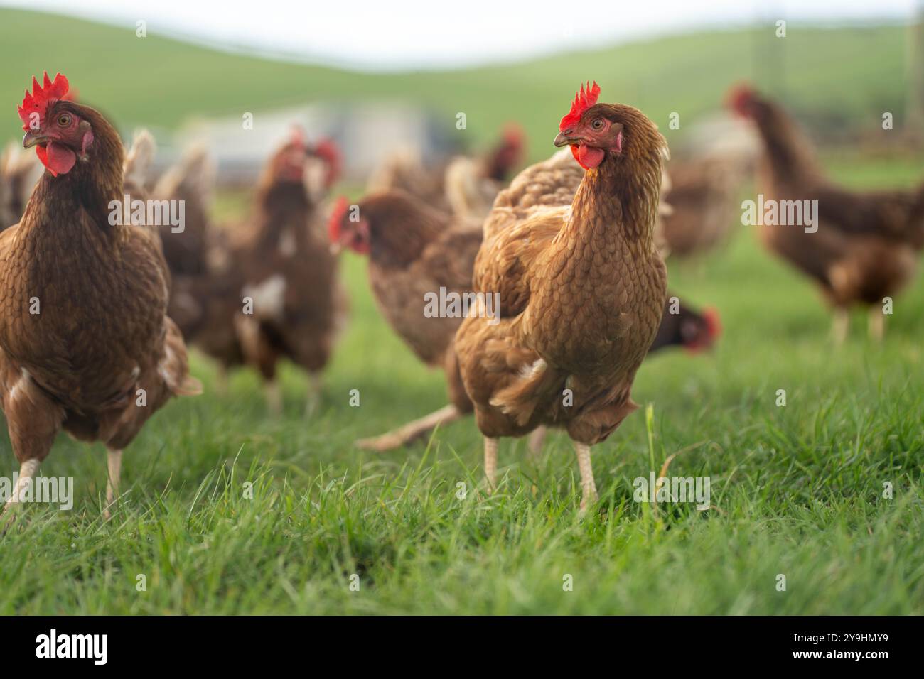 free range chicken farm in australia, pasture raised eggs on a ...