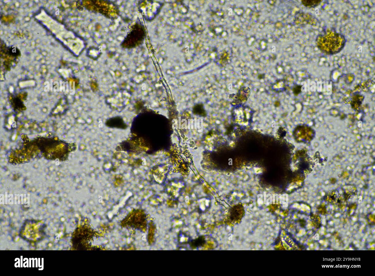 microorganisms and soil biology, with nematodes and fungi under the ...