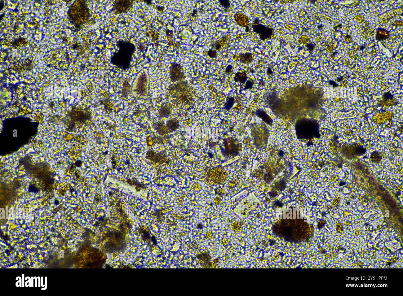 microorganisms and soil biology, with nematodes and fungi under the ...