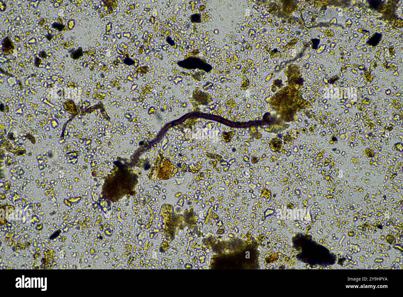 microorganisms and soil biology, with nematodes and fungi under the microscope. in a soil and ...