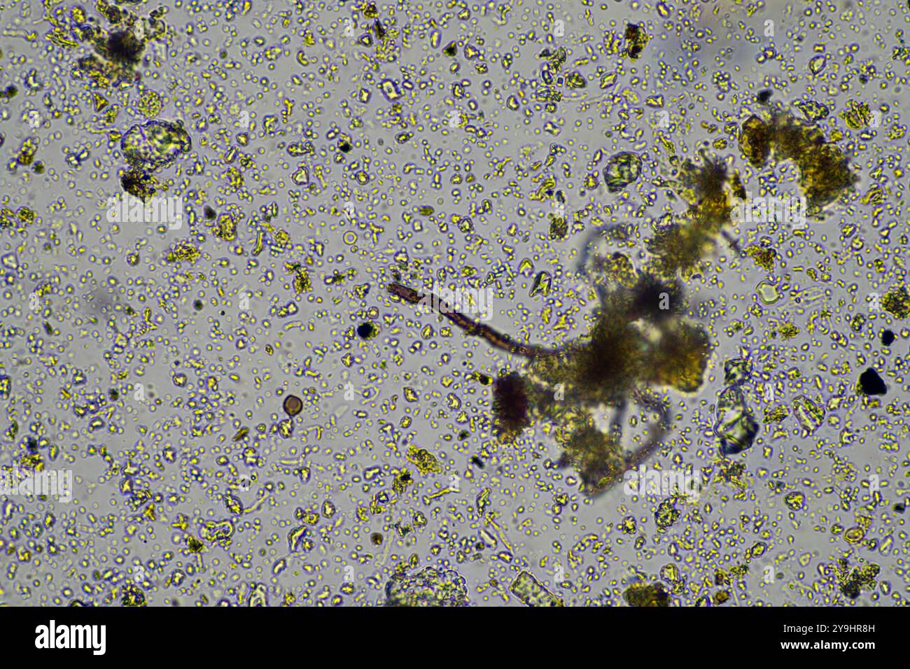 microorganisms and soil biology, with nematodes and fungi under the ...