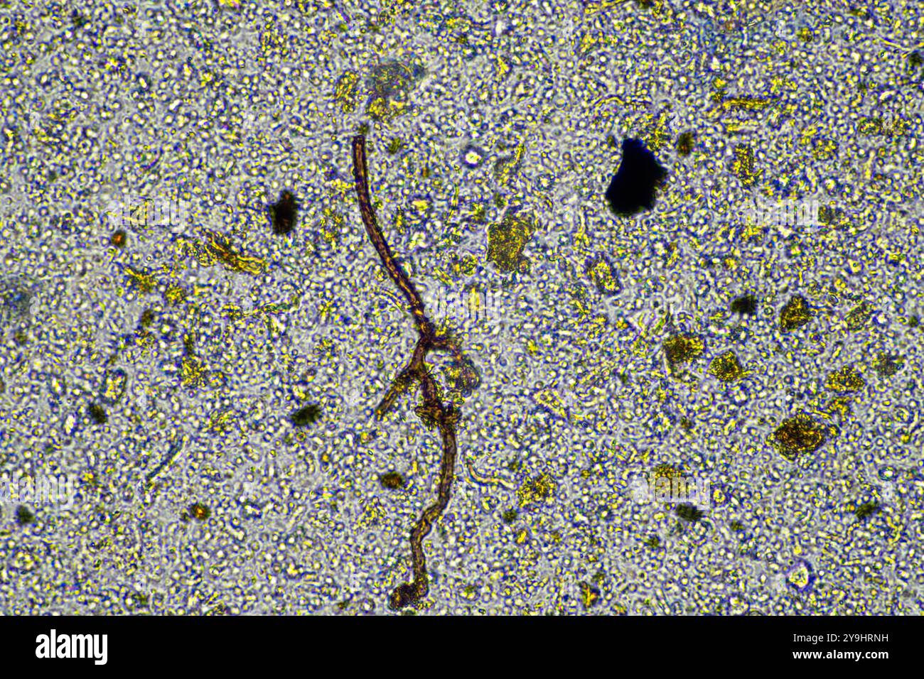 microorganisms and soil biology, with nematodes and fungi under the ...