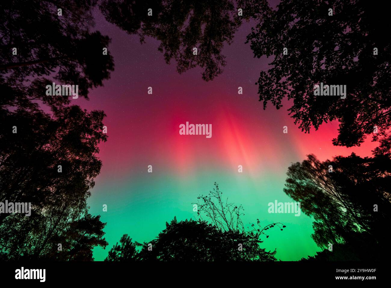 Wandlitz, Deutschland. 10. Oktober 2024. Nordlichter über dem ...