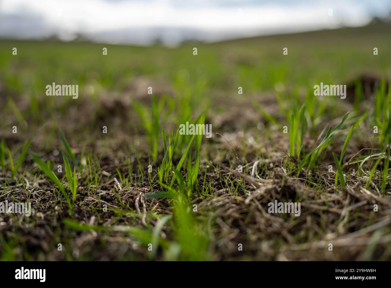 food crop growing in a field on a sustainable agricultural farm Stock ...