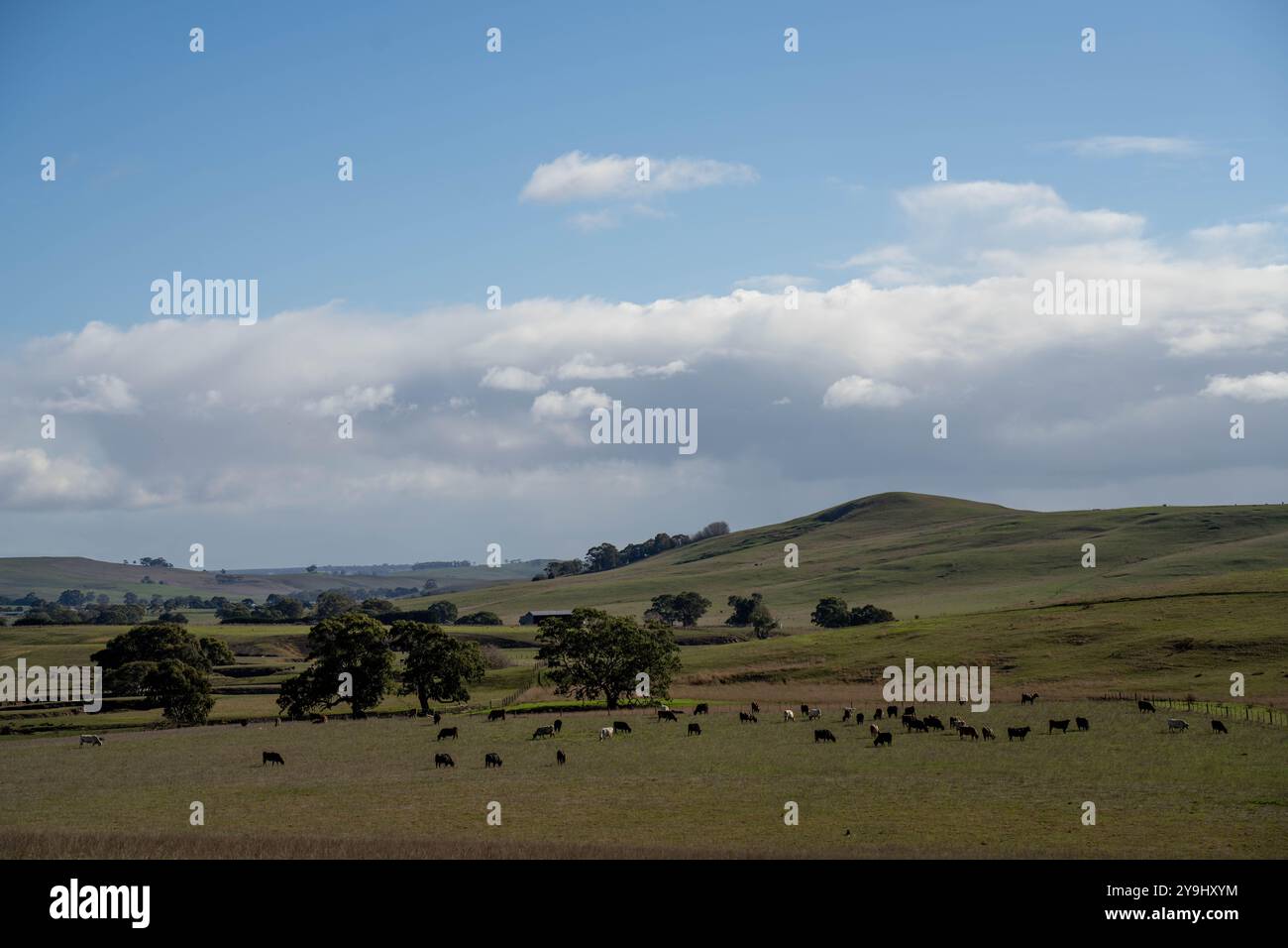 beautiful cattle in Australia eating grass, grazing on pasture. Herd of ...