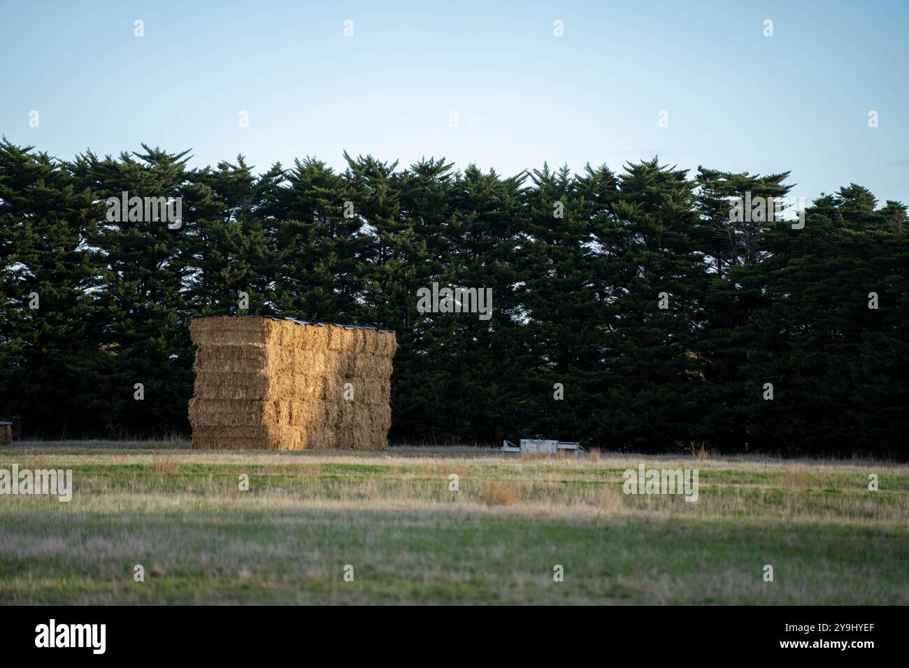 hay bales in a stack on a farm in australia in drought ready to feed to ...
