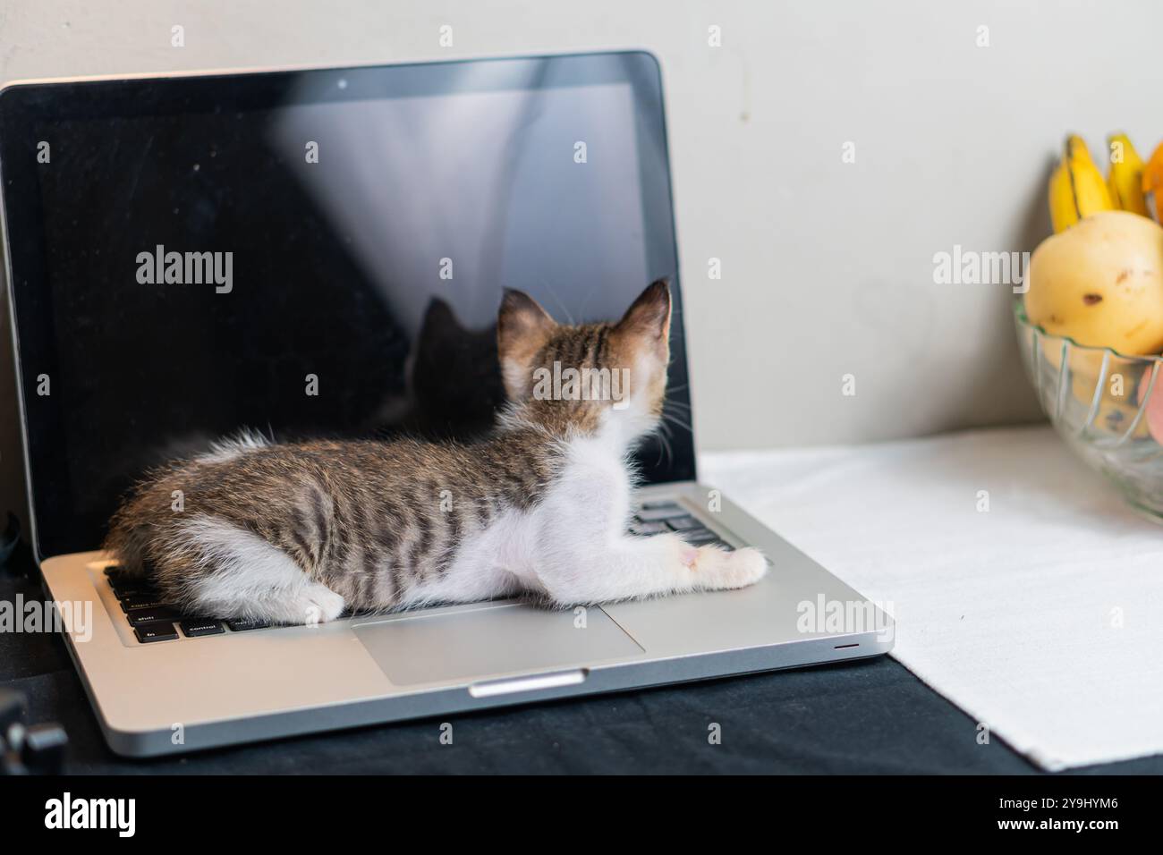 A cute kitten lying on a laptop keyboard, with its back to the camera ...