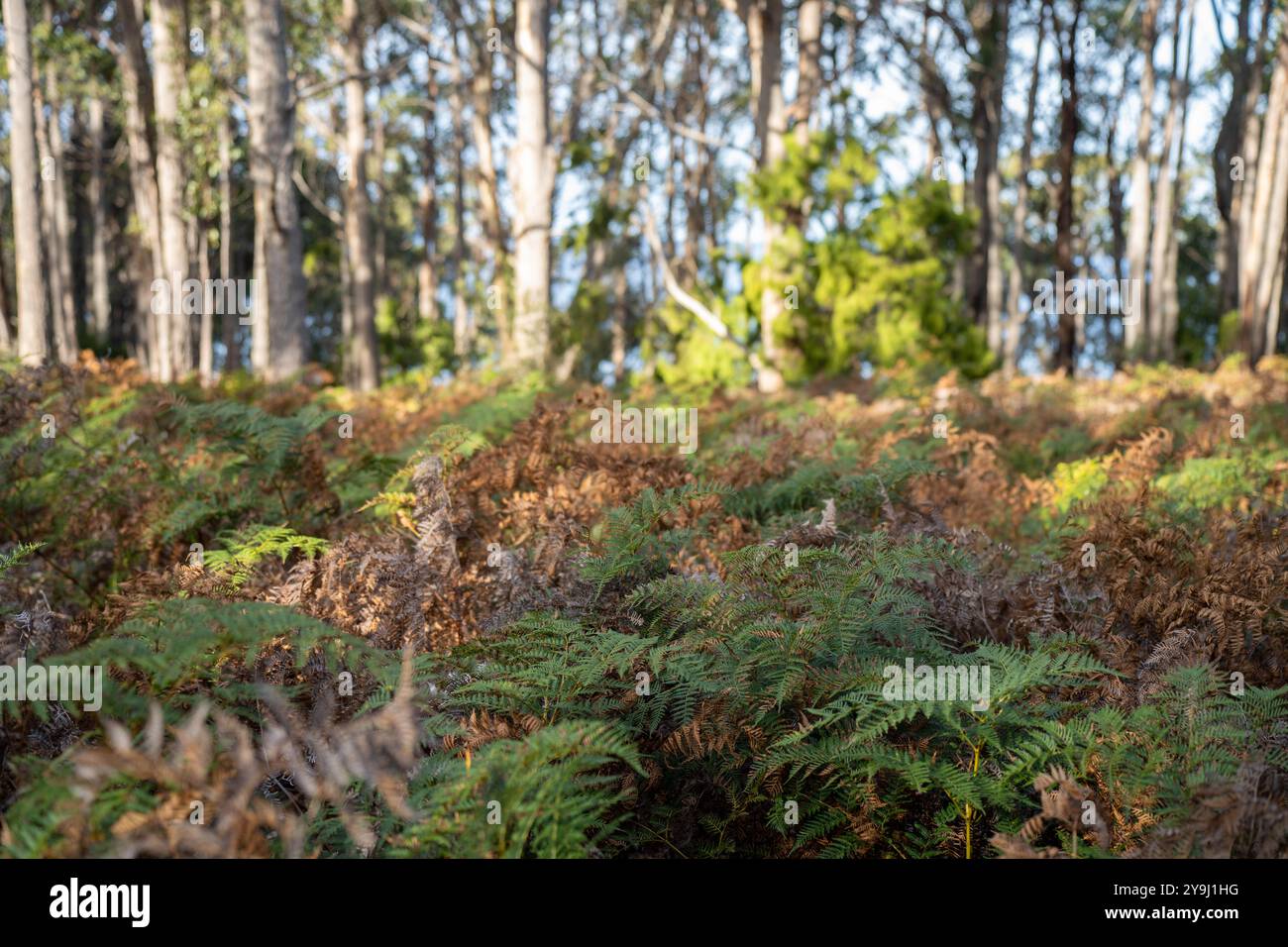 beautiful gum Trees and shrubs in the Australian bush forest. Gumtrees ...