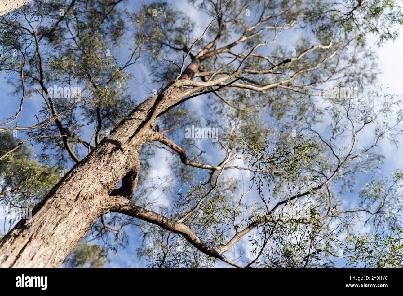 beautiful gum Trees and shrubs in the Australian bush forest. Gumtrees ...