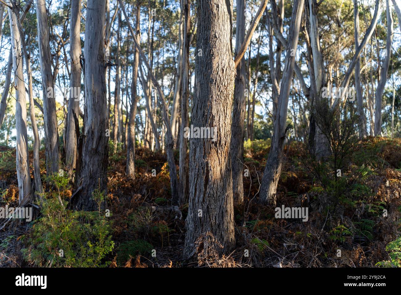 beautiful gum Trees and shrubs in the Australian bush forest. Gumtrees ...