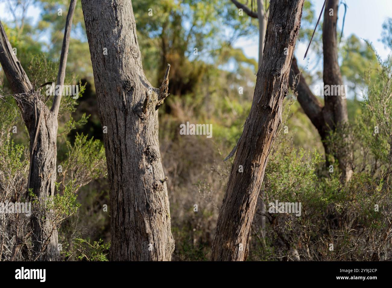 beautiful gum Trees and shrubs in the Australian bush forest. Gumtrees ...