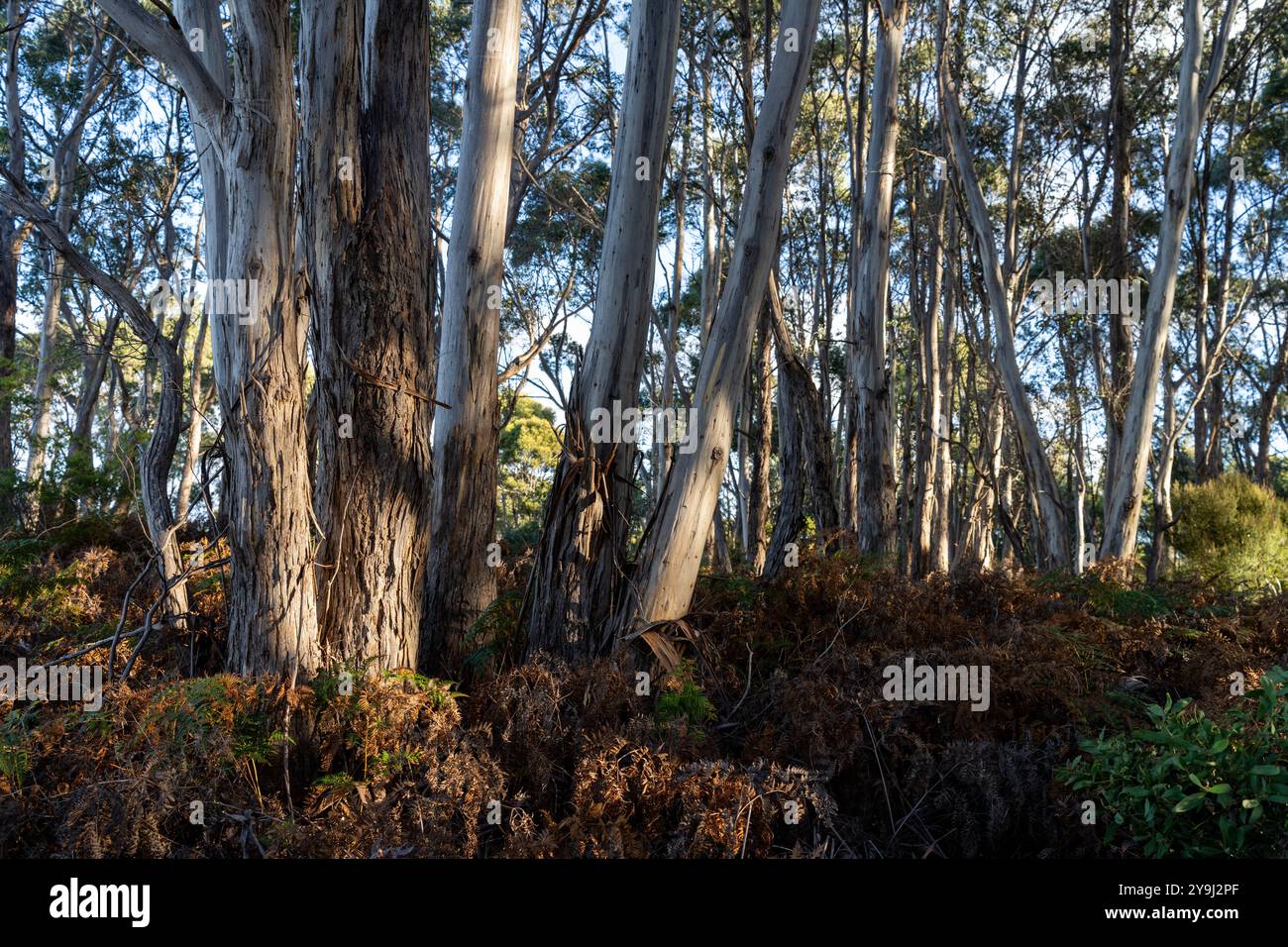 beautiful gum Trees and shrubs in the Australian bush forest. Gumtrees ...