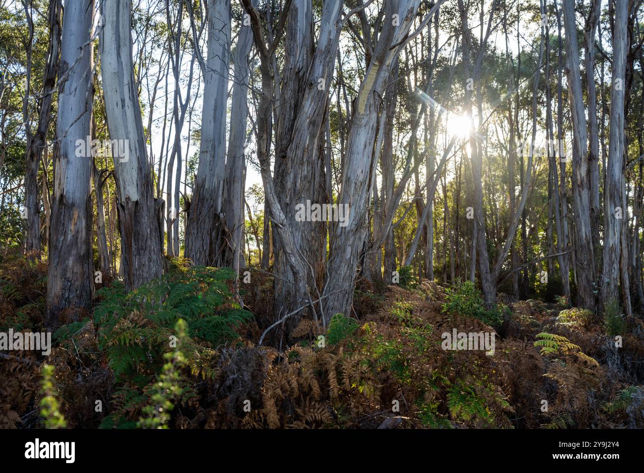 beautiful gum Trees and shrubs in the Australian bush forest. Gumtrees ...