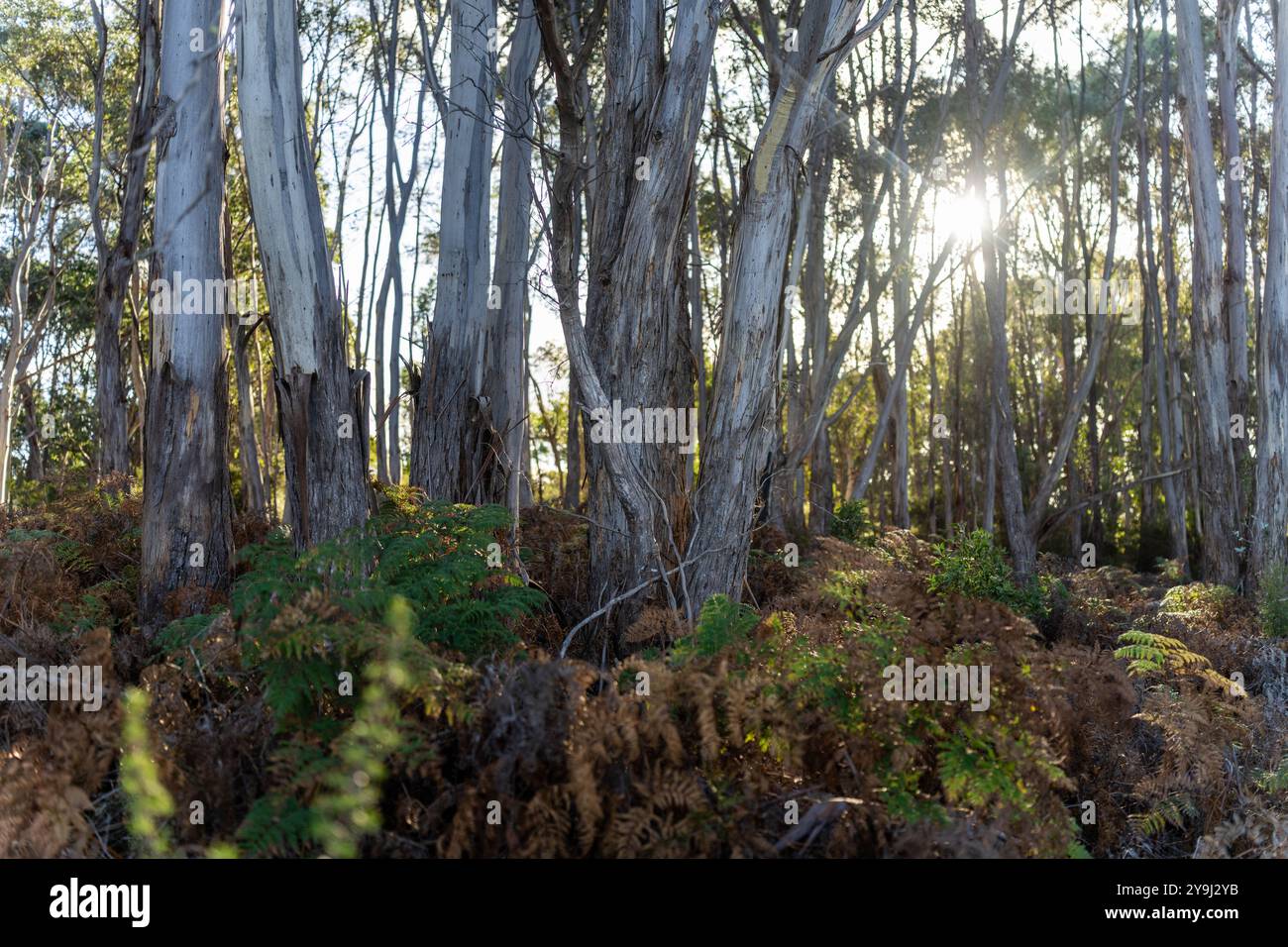 beautiful gum Trees and shrubs in the Australian bush forest. Gumtrees ...