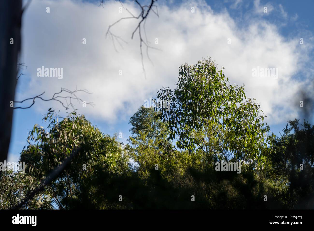beautiful gum Trees and shrubs in the Australian bush forest. Gumtrees ...