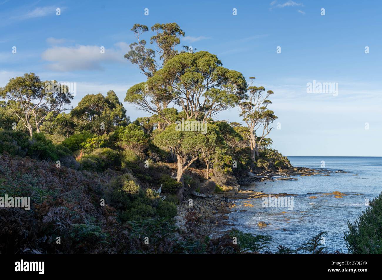 beautiful gum Trees and shrubs in the Australian bush forest. Gumtrees ...