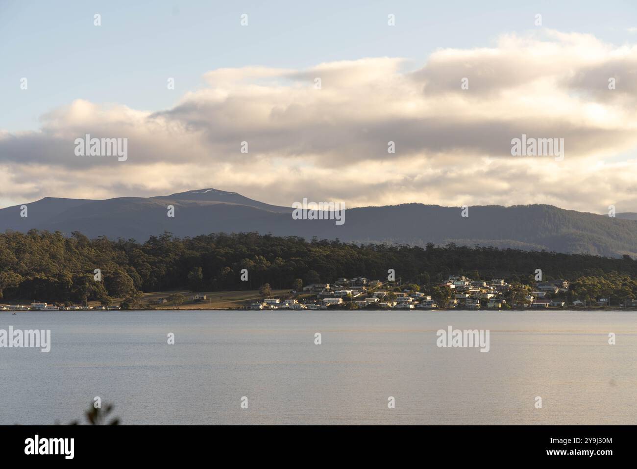 beautiful gum Trees and shrubs in the Australian bush forest. Gumtrees ...